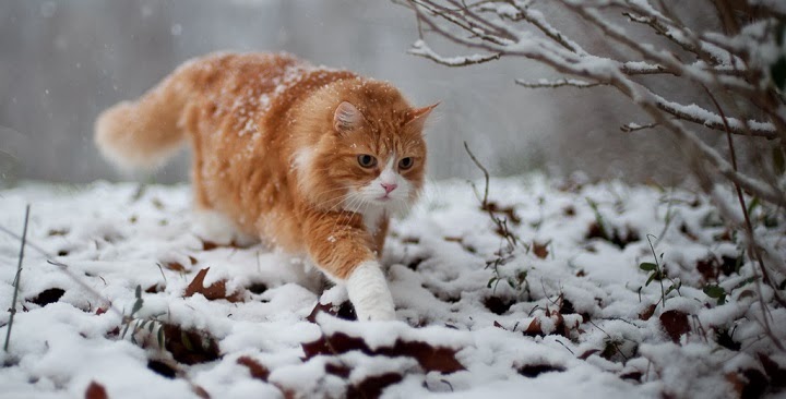 Cómo proteger a los gatos del frío - Ecomundo