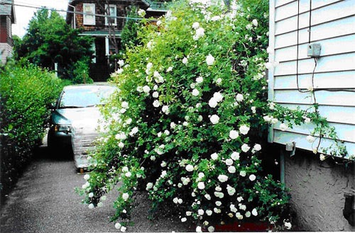 Rose Gardening World: MME PLANTIER