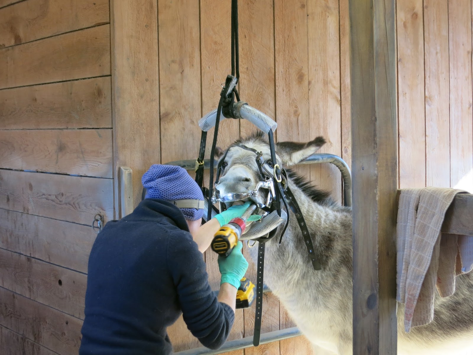The Dancing Donkey: In the Dentist Chair
