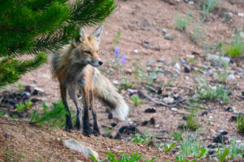 Red Fox at Silver Queen West