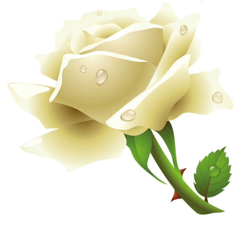 PNG Gül Resimleri | Tam35