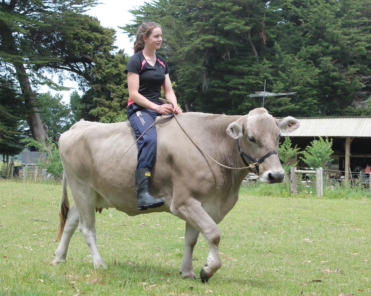 GEOGRAFI LINGKUNGAN: SAPI : HEWAN TERNAK POPULER DAN JENIS JENIS YANG ...