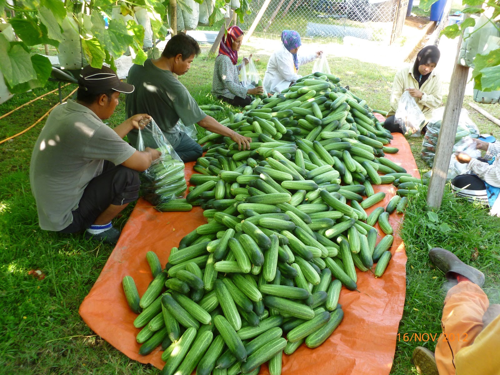 OBO: Projek Tanaman Timun Fertigasi Terbuka Di SMK Kuala Jengal, Dungun ...