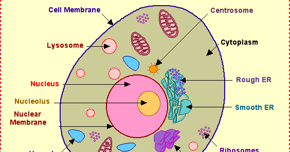7th-grade-science-class-cells-and-e-lab