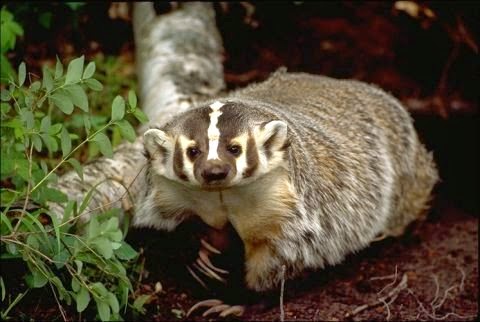 Los animales y su entorno: EL TEJÓN NORTEAMERICANO