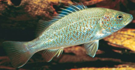 The Real Ben Cavanagh: Freshwater Barramundi Fishing - Catching Bait