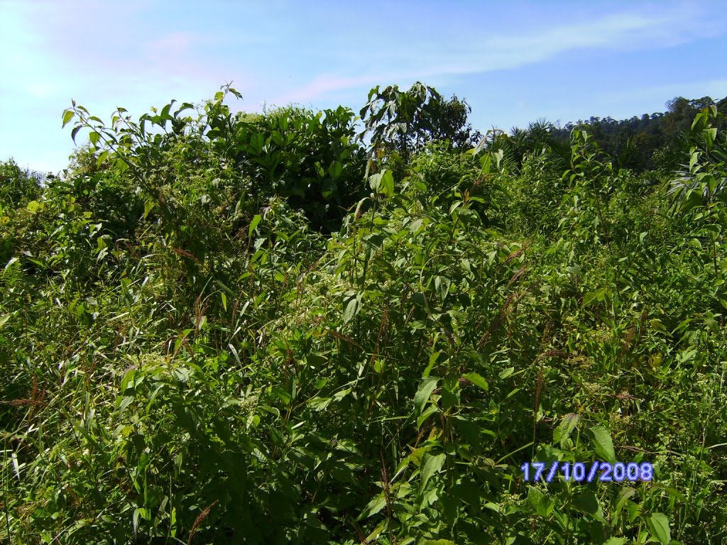 Gaya Peneroka: Ladang bertukar semak samun