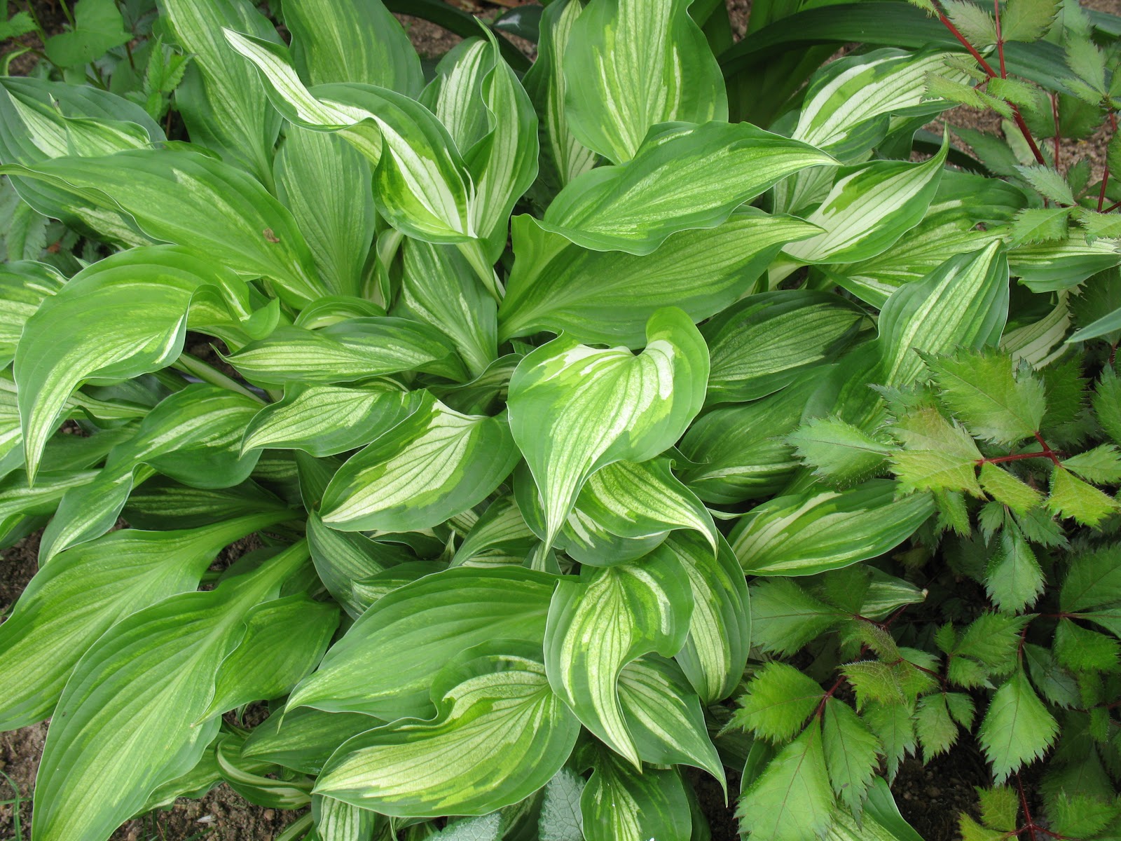 Roses du jardin Chêneland: Hosta "Undulata Variégata"