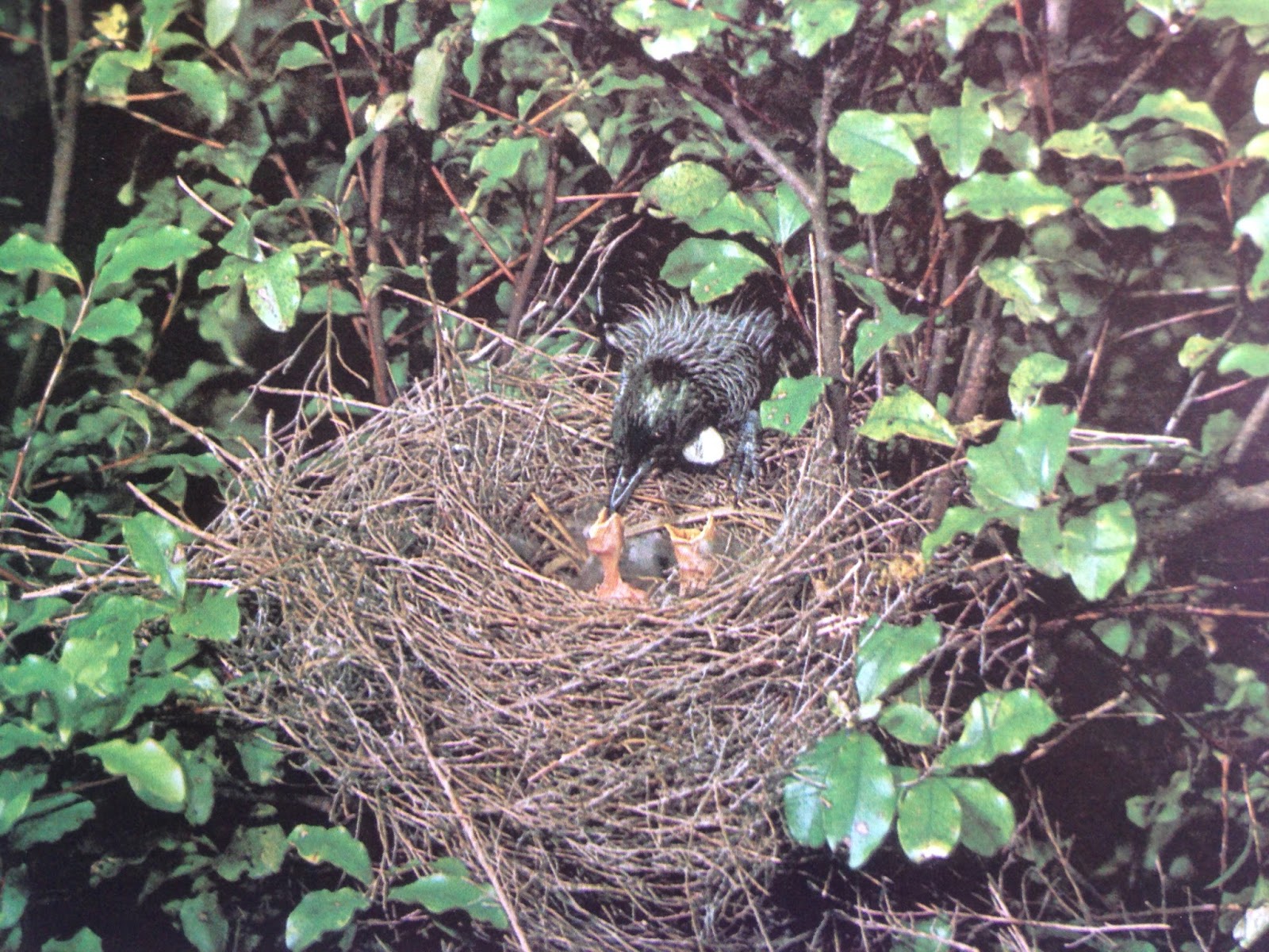 Mangaiti Gully Restoration Group: A tui nest