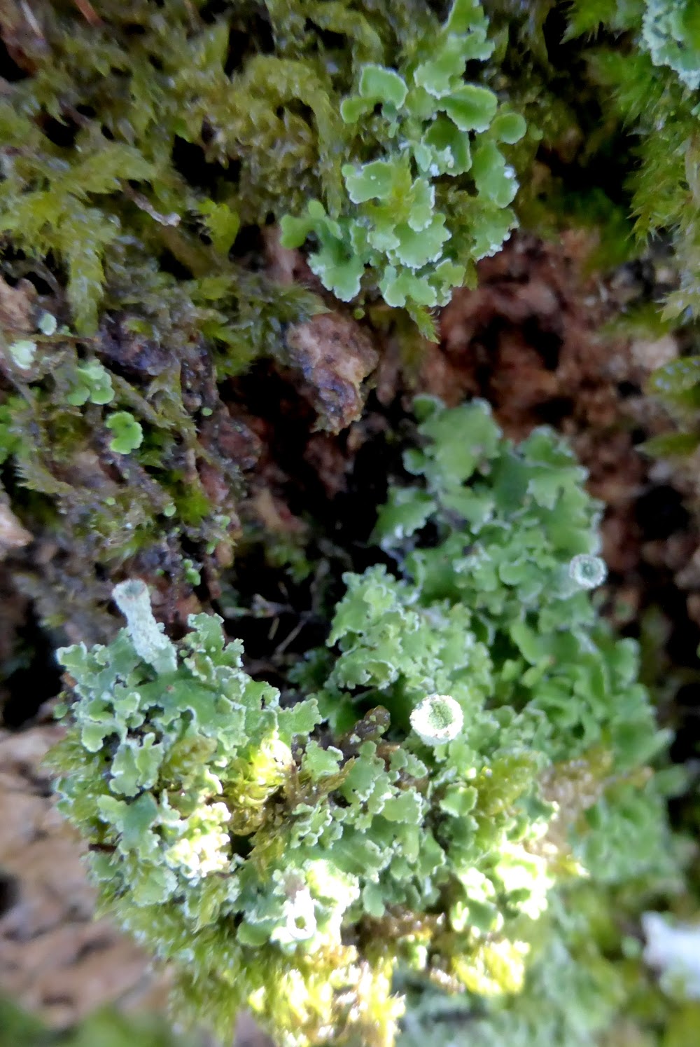 The Rainforest Fund Project: The secret world of Lichens at Ingleton ...