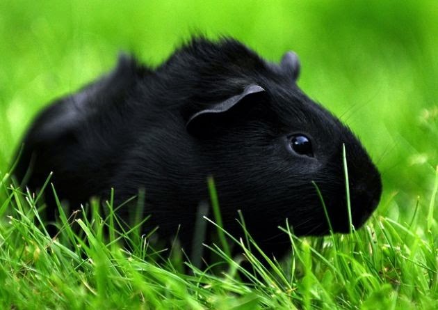 CuyNegro: Actividades importantes realizadas con los cuys.