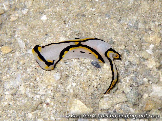 tHE tiDE cHAsER: Headshield Slugs (Phylum Mollusca: Clade Cephalaspidea ...