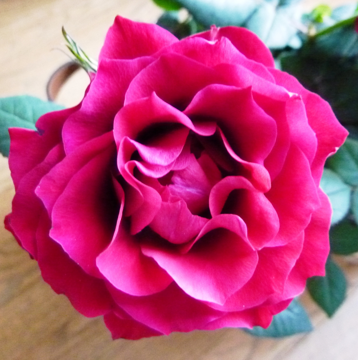 Blooming Hill Lavender Farm: Happy Birthday Mr. President!