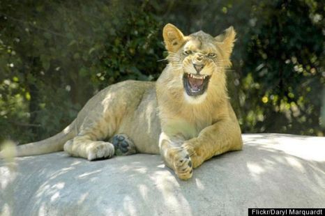 Funny Laughing Animal Pictures | Amazing Creatures