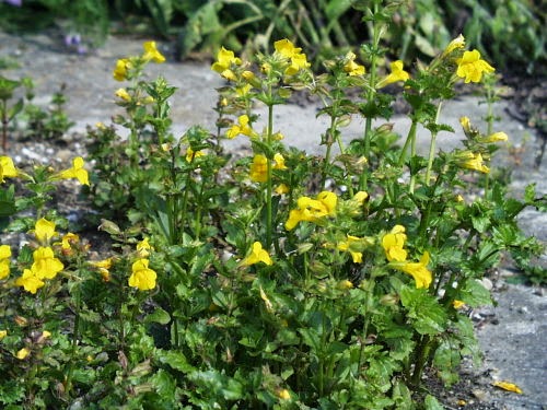 Tarot y Flores de Bach: (VI) MIMULUS: análisis y principales ...