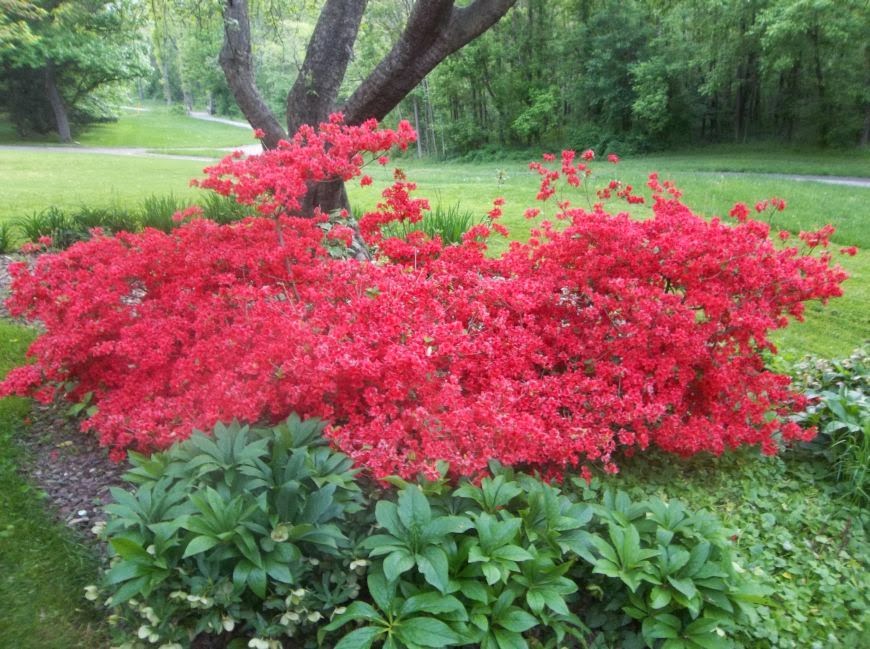 Future Plants by Randy Stewart: Azaleas -Evergreen Hybrids