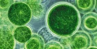 Tudo Sobre Microbiologia: Algas e seus tipos