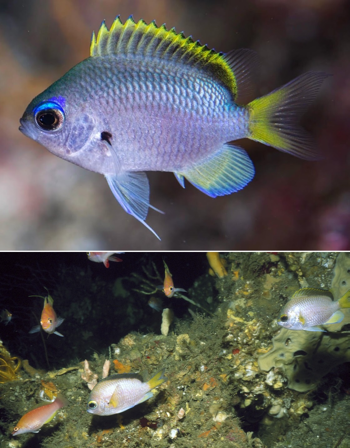 Species New to Science: [Ichthyology • 2019] Chromis tingting • A New ...