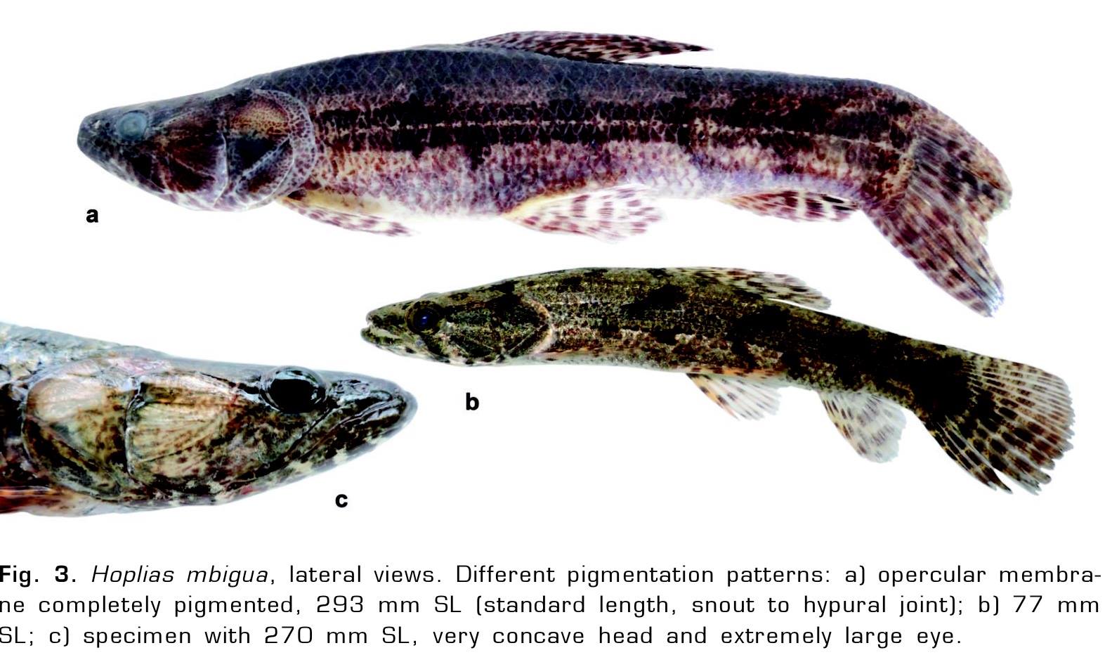 Species New to Science: [Ichthyology • 2015] Hoplias mbigua • A New ...