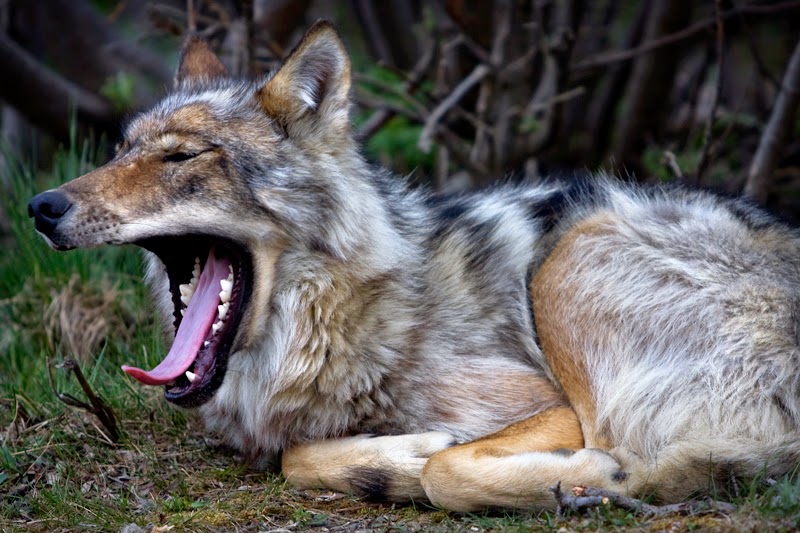 White Wolf : Scientists Claim That Wolf Yawning Is Contagious. Let's ...