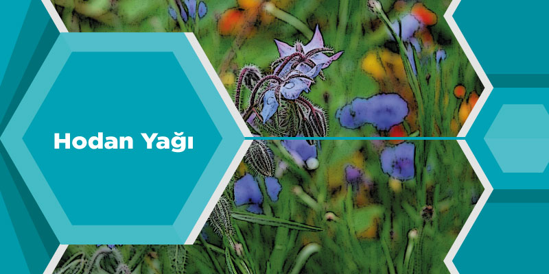 Bitki Yağı: Hodan Yağı