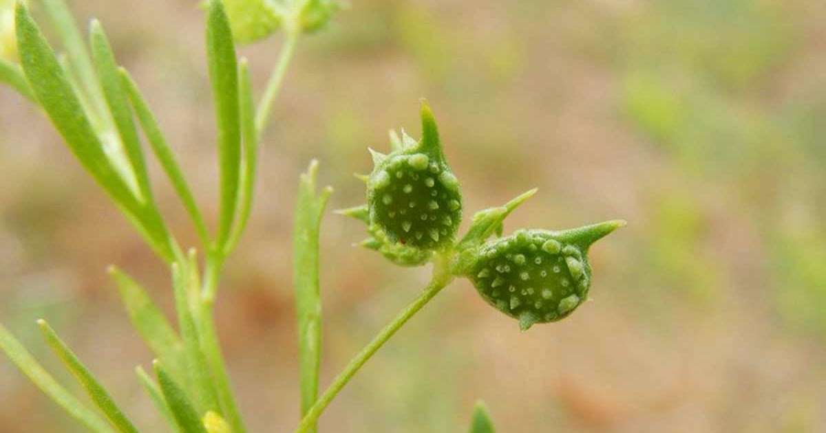 Medicinal Plants: Ranunculus arvensis, Chambul