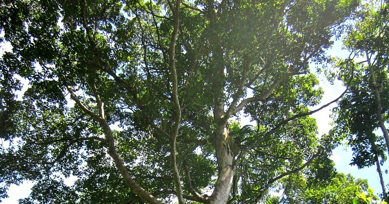 Love Mindanao: Magkono: A Rare and “Hard” Encounter