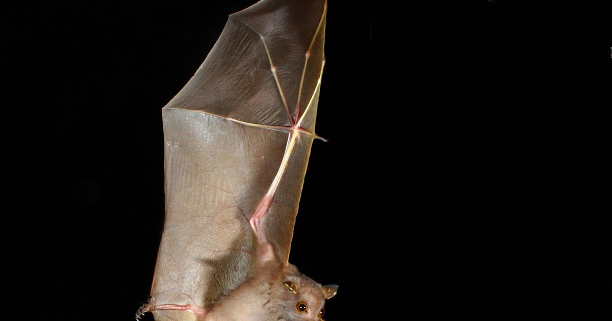 Variety of Life: Cynopterini