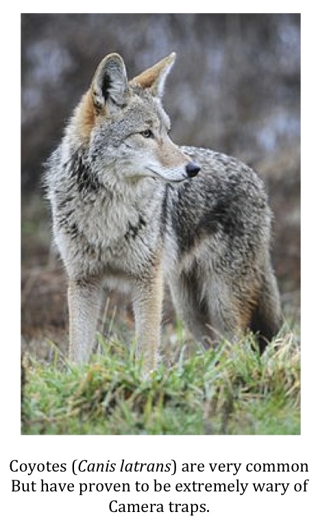 Texas Cryptid Hunter: Cryptid Caution Concerning Cameras?