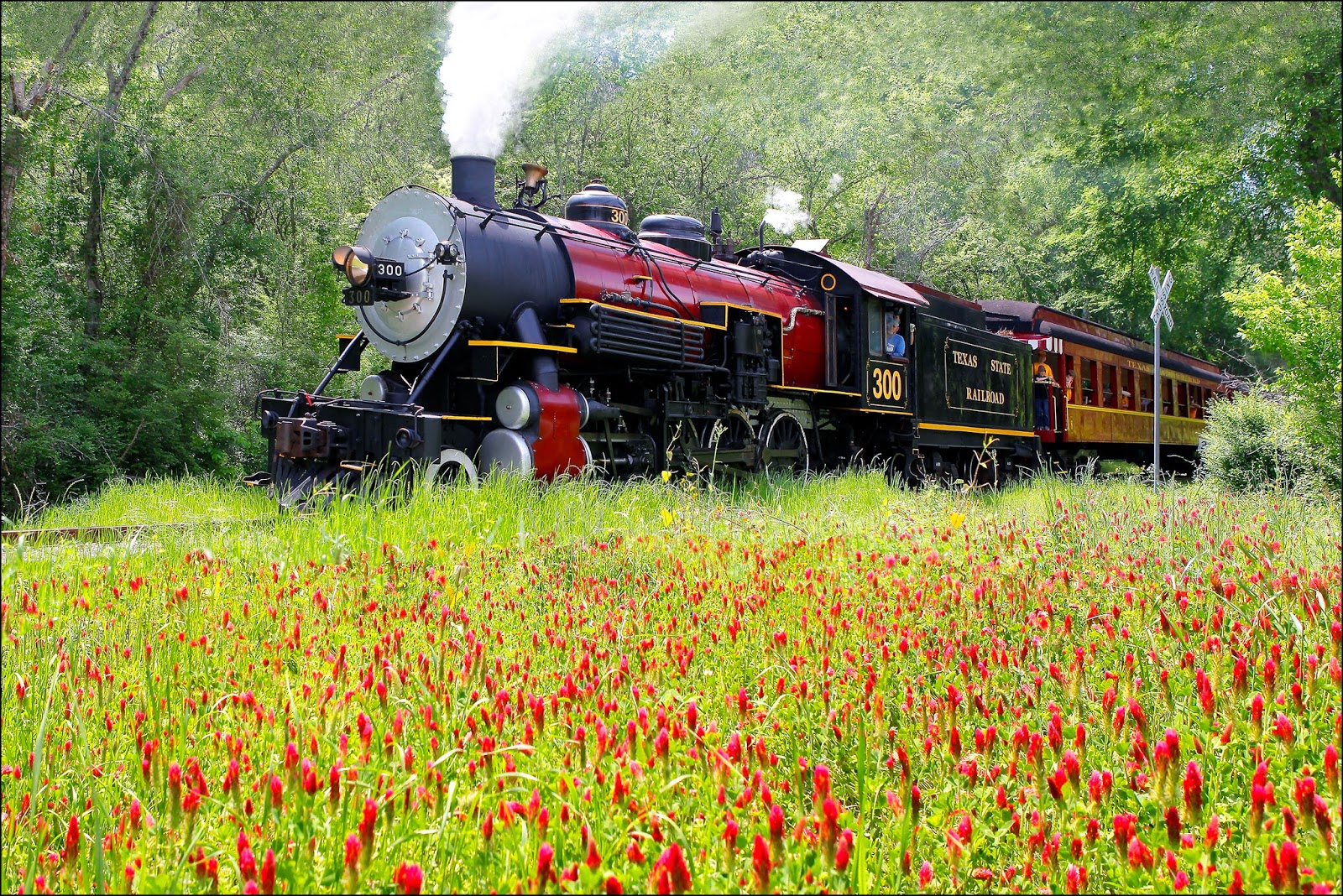 Dogwood Bloom Watch : Dogwoods, Trains & Plays....