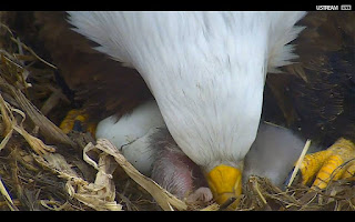 Raptor Resource Project Blog: Eaglet Growth and Development: Week One