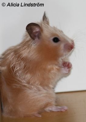 Färger | Guldhamster Hörnan