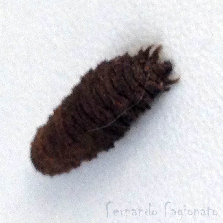 Insetologia - Identificação de insetos: Larvas de Mosca Ornidia em São ...