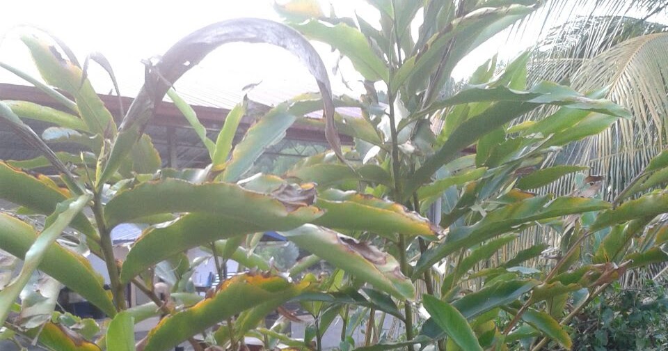 POKOK TUHAU ~ QueYun TUHAU SABAH BORNEO