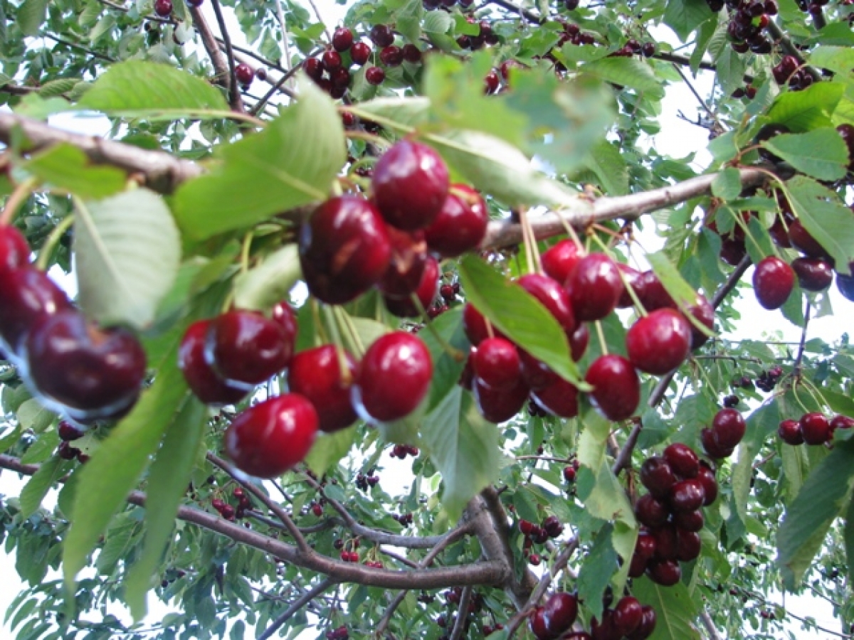 .: Cereja-do-rio-grande