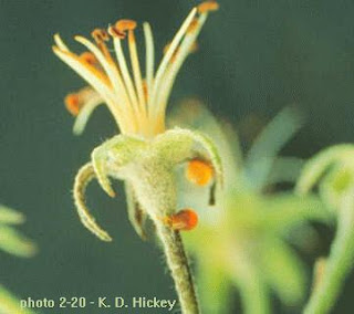 UK - Diseases of Fruit Crops & Ornamentals: What You May Not Know about ...