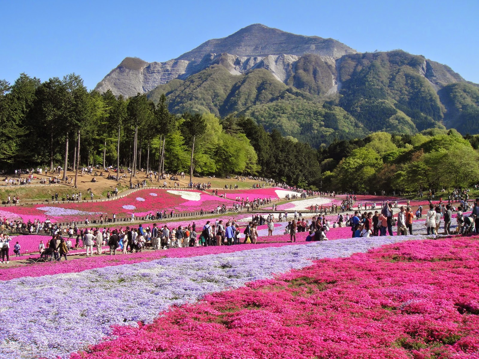 Discover Tokyo - Beautiful places never seen before!: Shibazakura in ...
