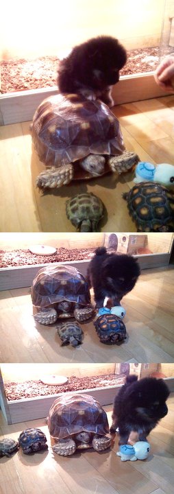 Han Hyeri: Yesung 2011