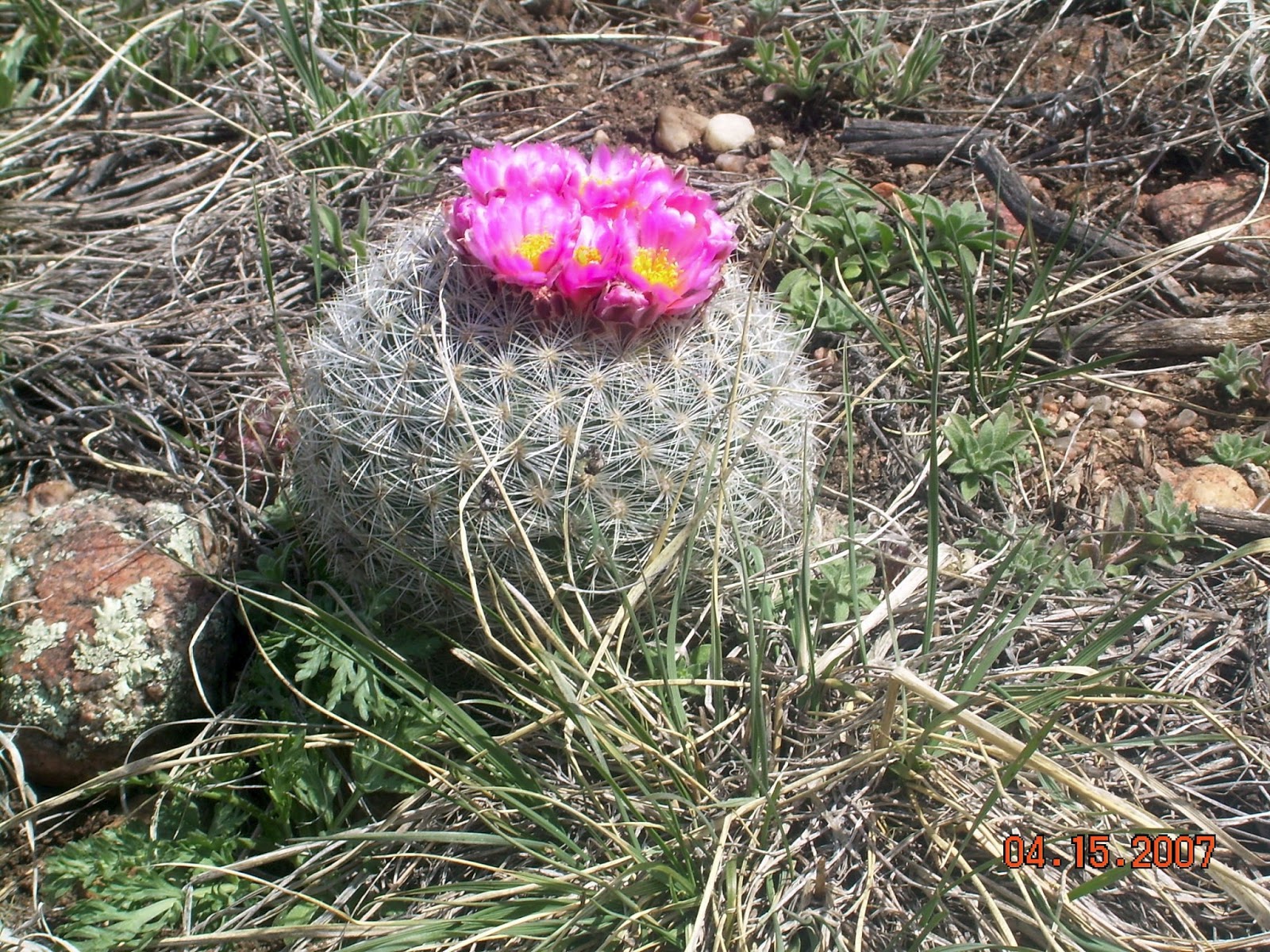 What's Blooming on Green Mountain: Spring at last