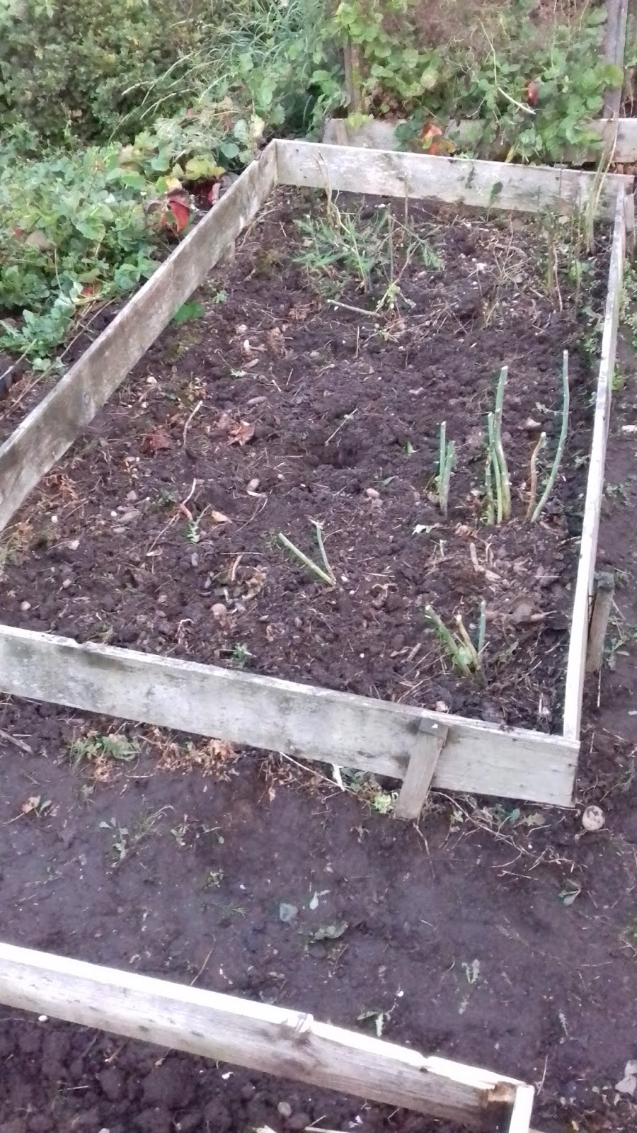 Hazel and Jane's allotment