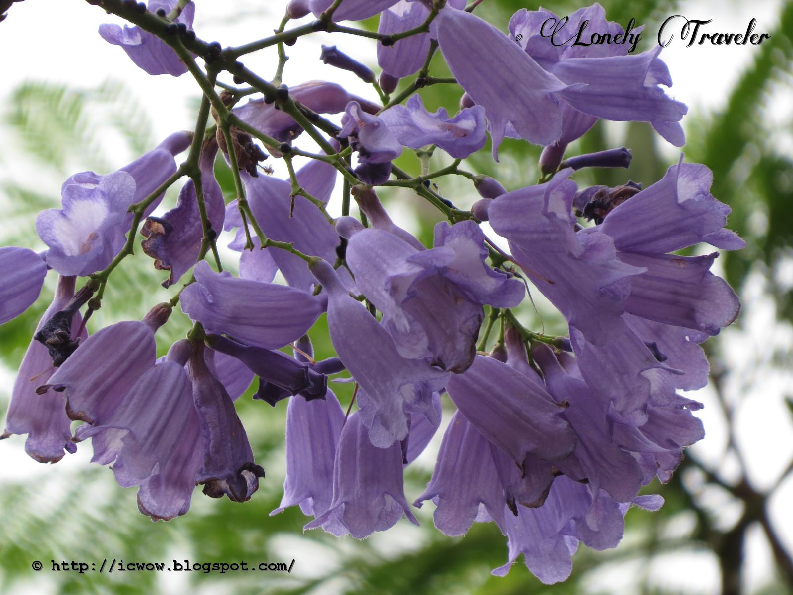 Blue Jacaranda (নীলকন্ঠ ফুল) - Jacaranda mimosifolia