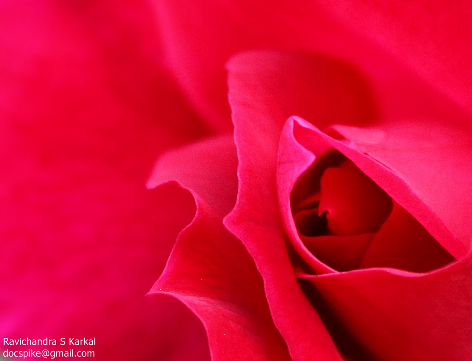 INQUISITIVES: A single rose can be my garden... a single friend, my world.