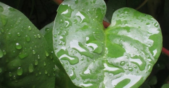 detropicaherbs: Contoh - contoh herba sihat