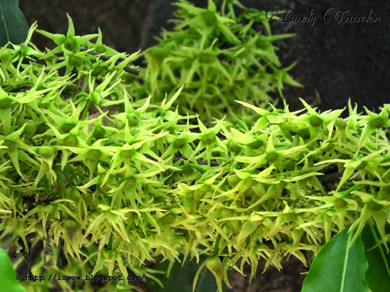 Debdaru ful (দেবদারু ফুল) - Polyalthia longifolia