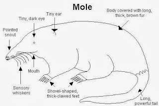 Species Rat Mole | Animals In The World