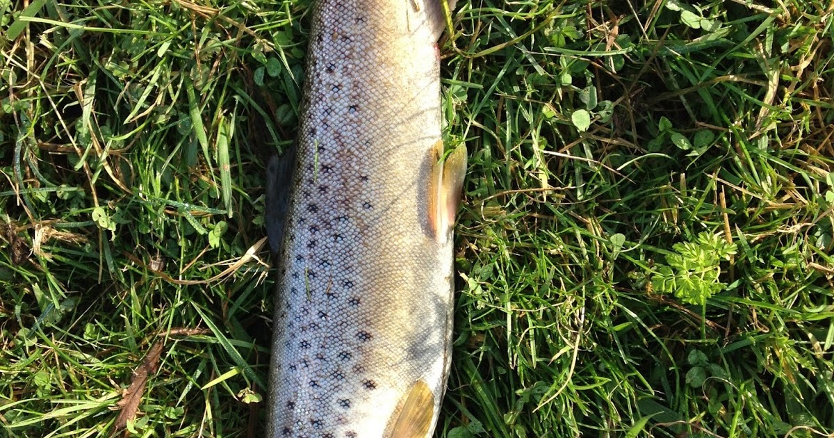 Peştii răpitori: Pastravul de mare