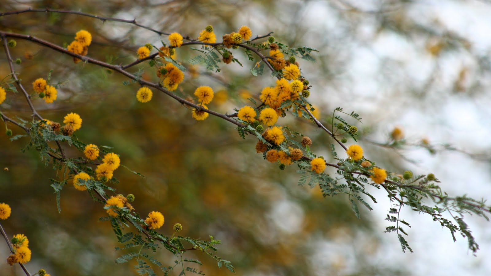 Lumbering along with Ursula - And Ranching with the Hermits: Now I'm a ...