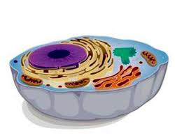 Histoembriología : El Citosol