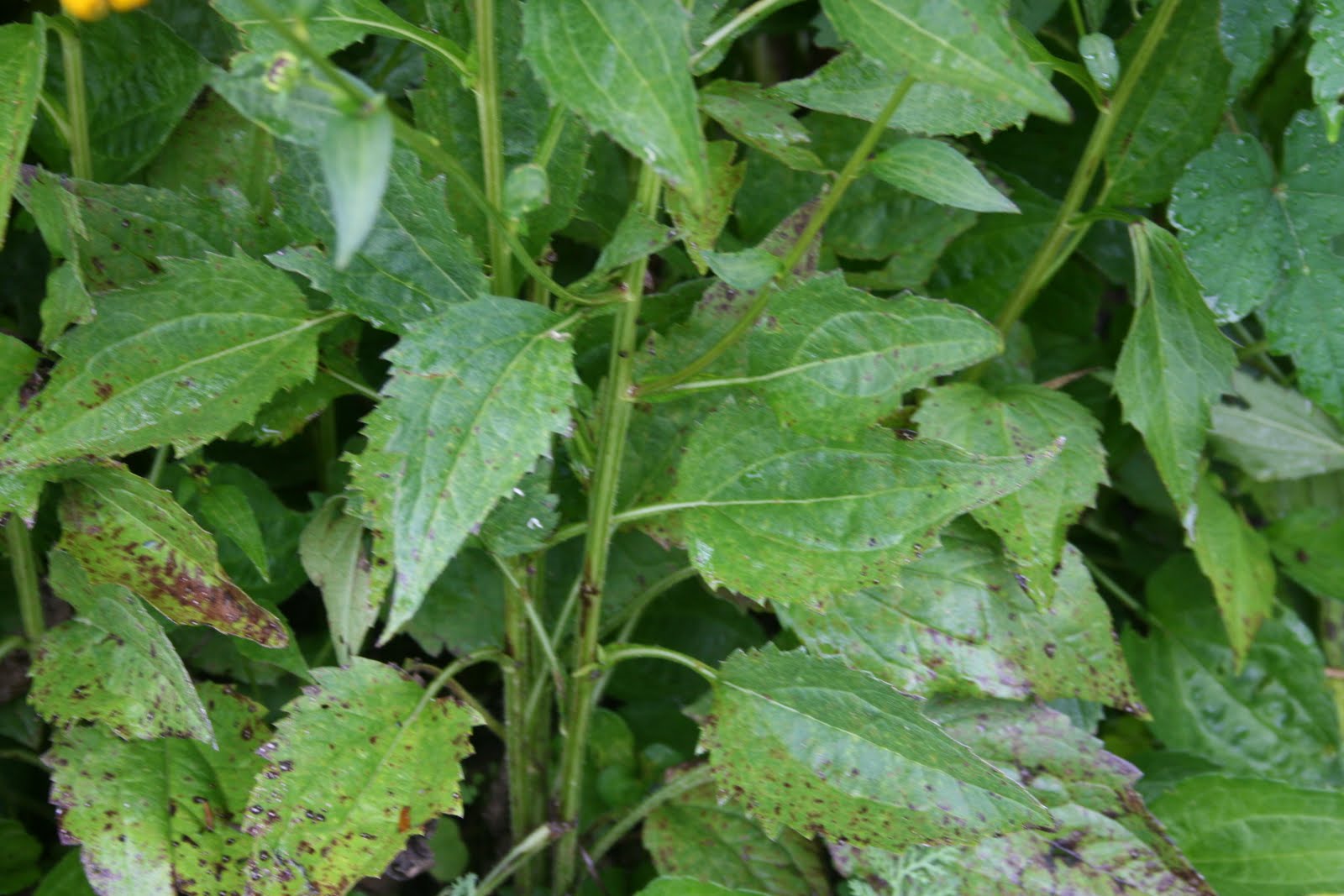 Native Florida Wildflowers: Orange Coneflower - Rudbeckia fulgida var ...