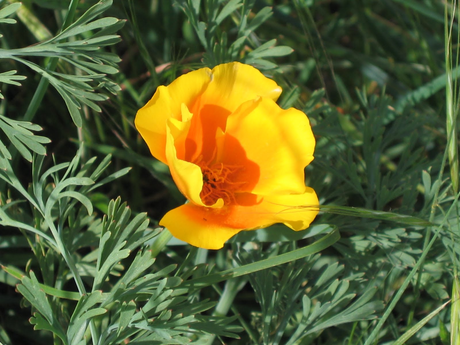 Das plantas e das pessoas: Eschscholzia californica (Papaveraceae)